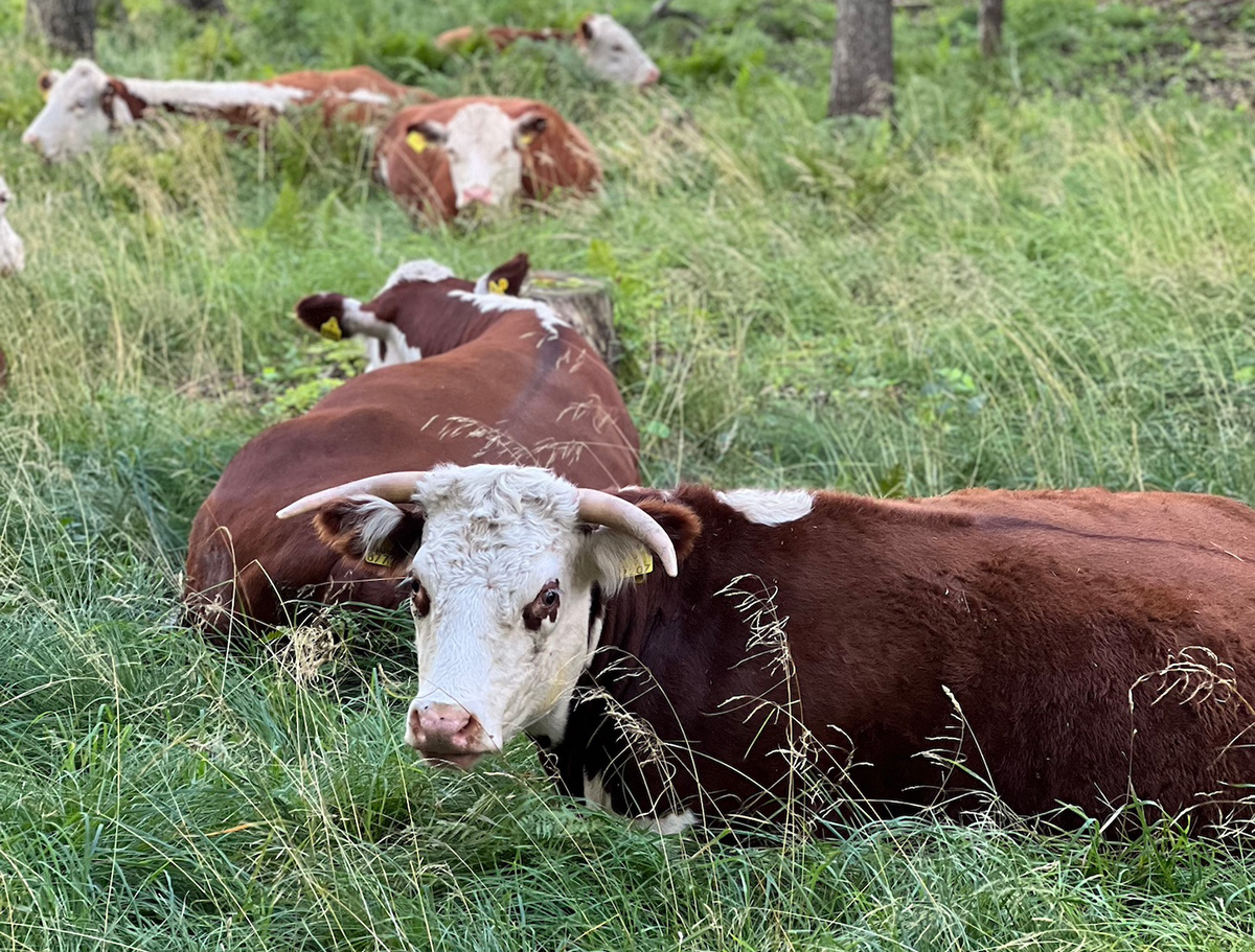 Luonnonlaidunliha tähyää kasvua - Liha ja ruoka